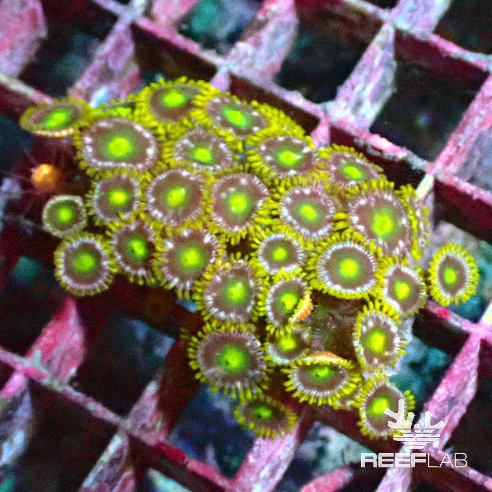 Zoanthus spp | ReefLab