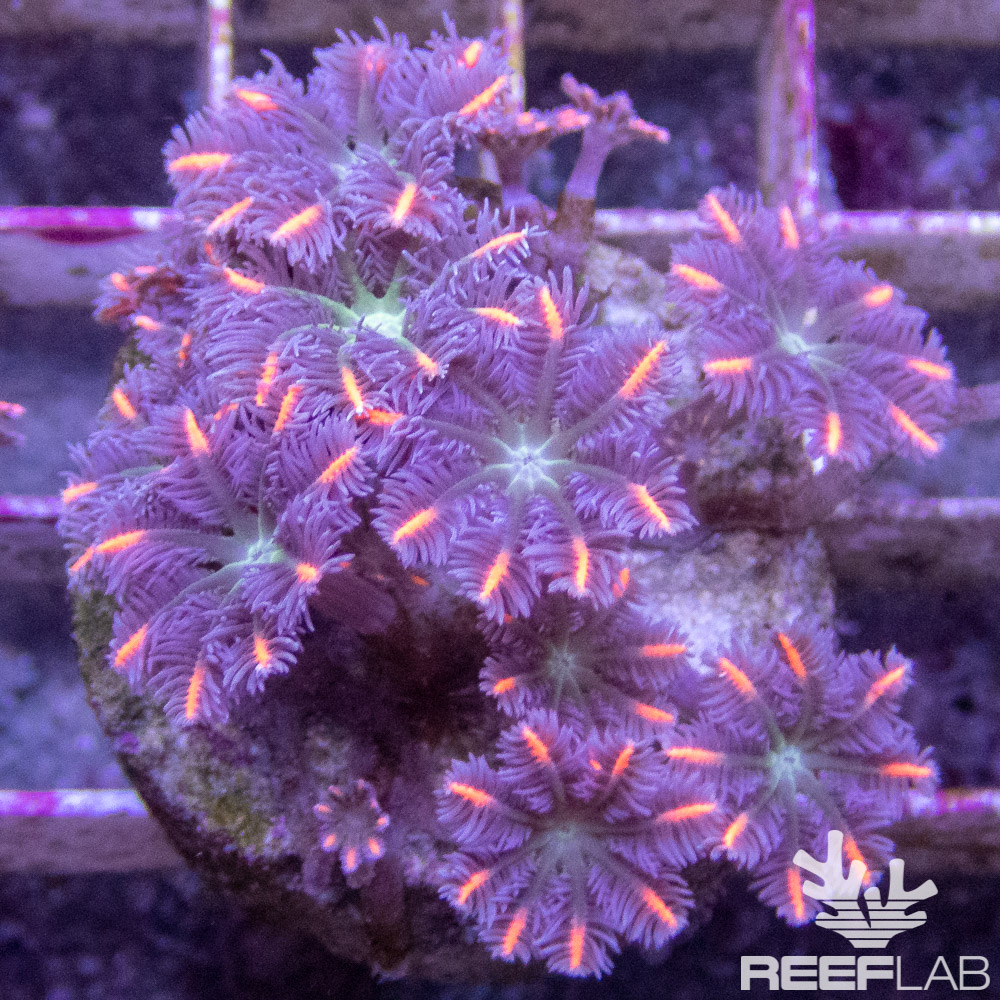 Anthelia spp "tricolor" | ReefLab