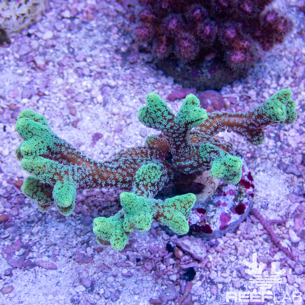 Seriatopora caliendrum | ReefLab