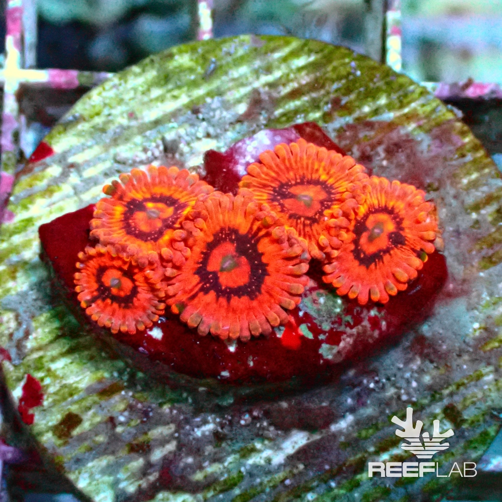 Zoanthus spp | ReefLab