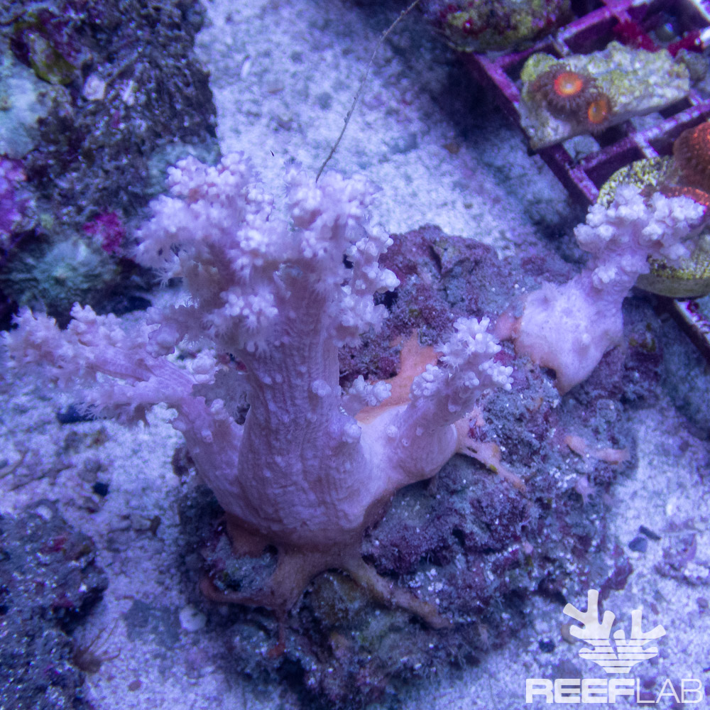 Scleronephthya spp | ReefLab