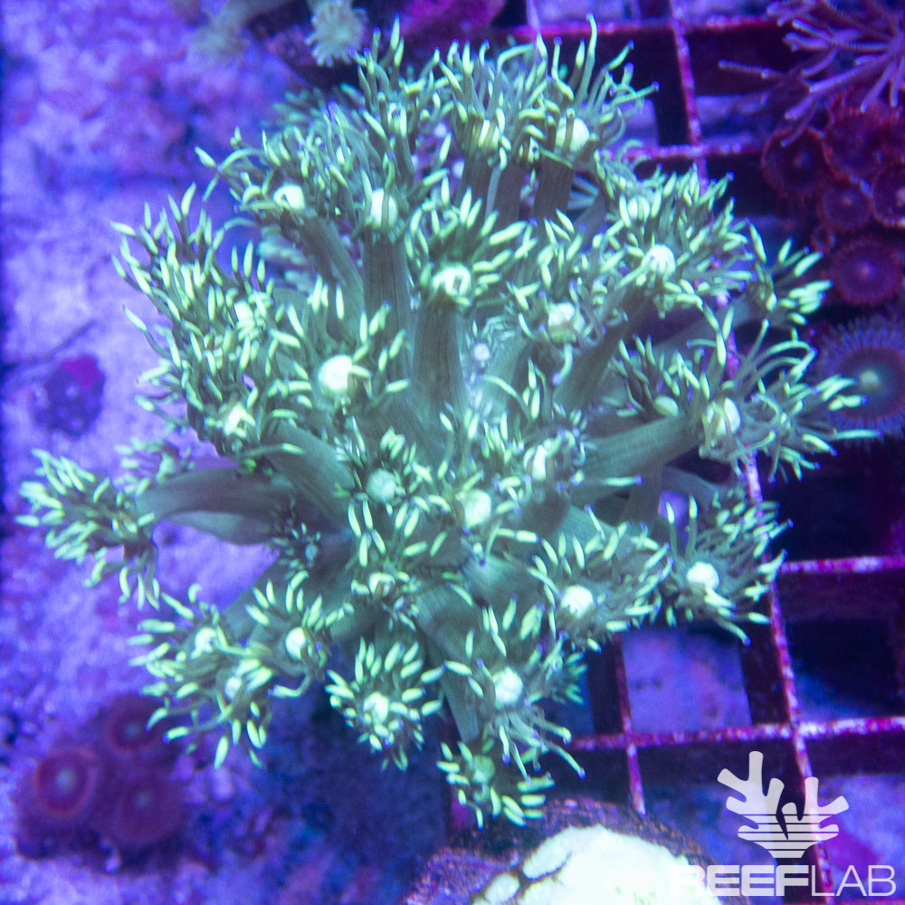 Goniopora spp | ReefLab