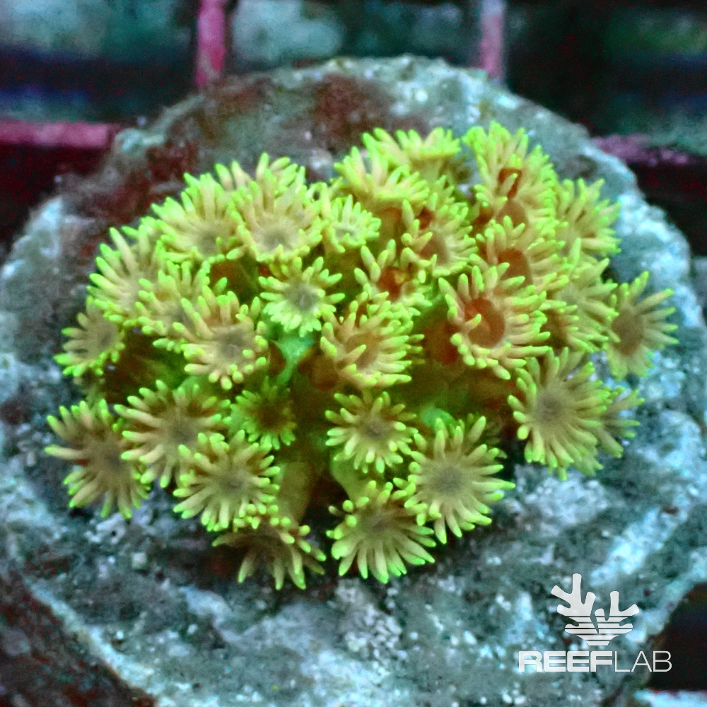 Corals Shop | ReefLab