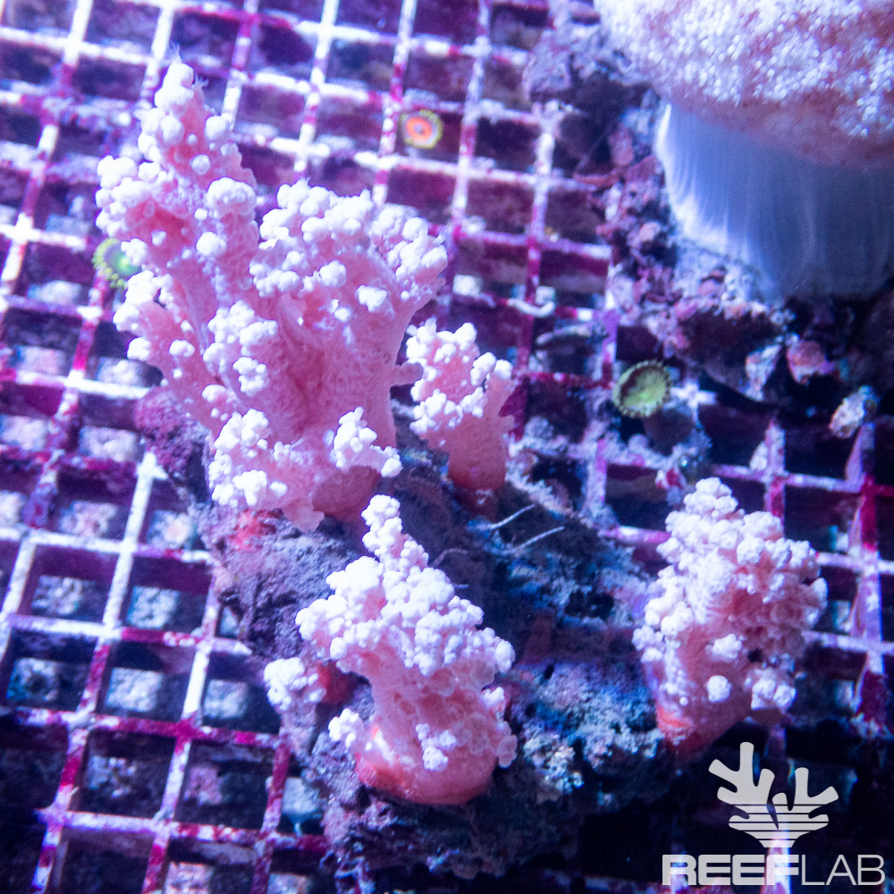 Scleronephthya spp XL | ReefLab