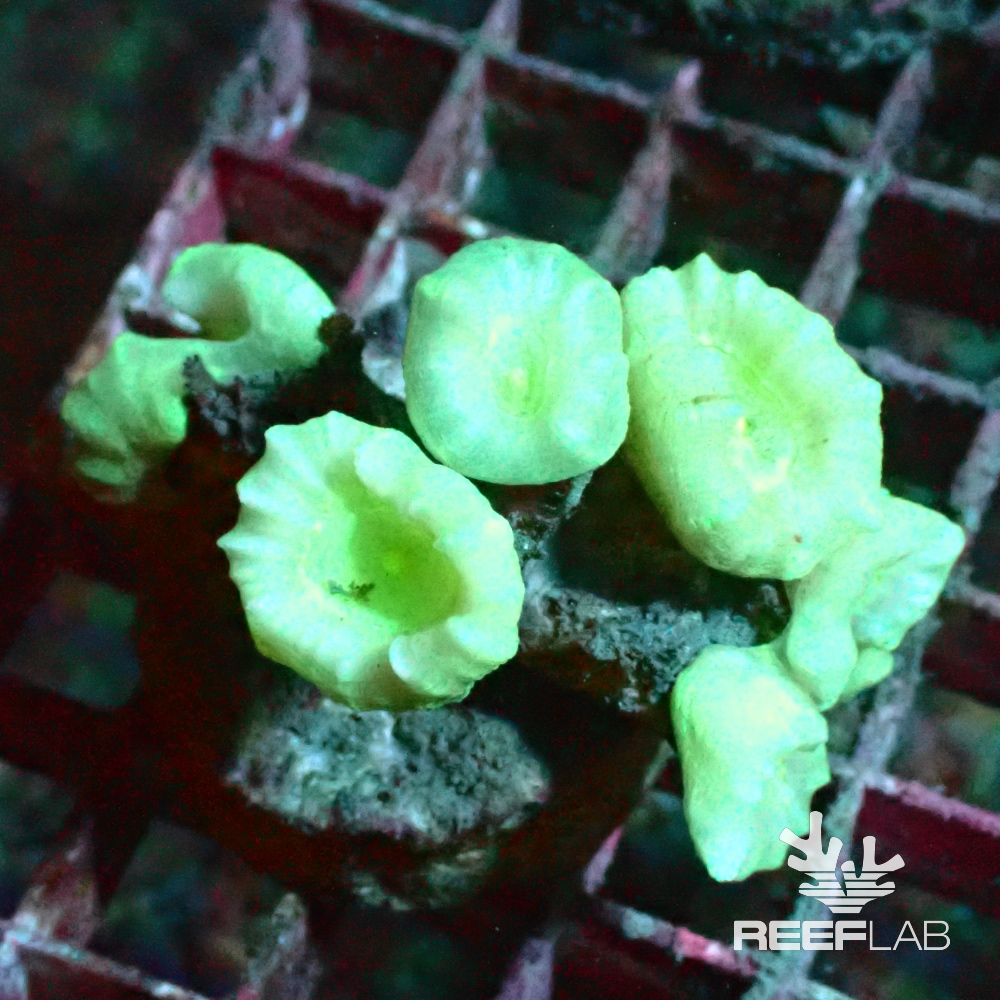 Caulastrea furcata | ReefLab