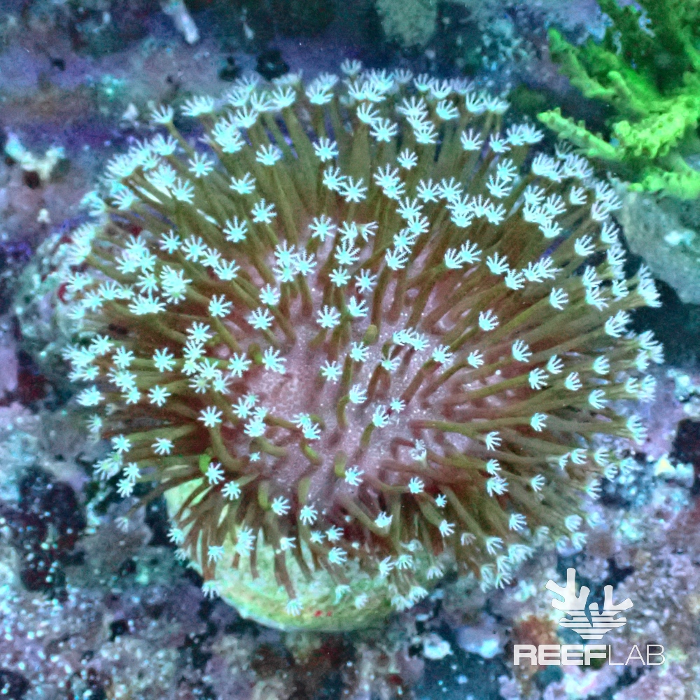 Sarcophyton spp | ReefLab