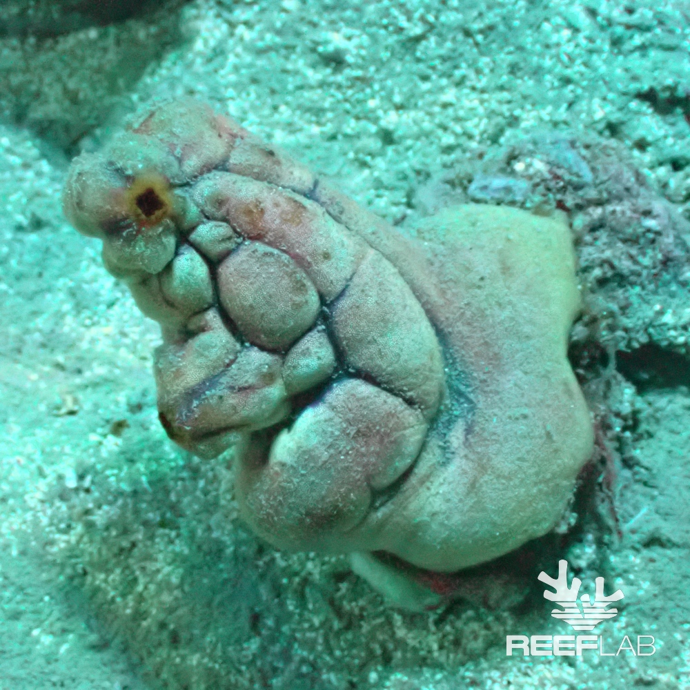 Polycarpa aurata | ReefLab