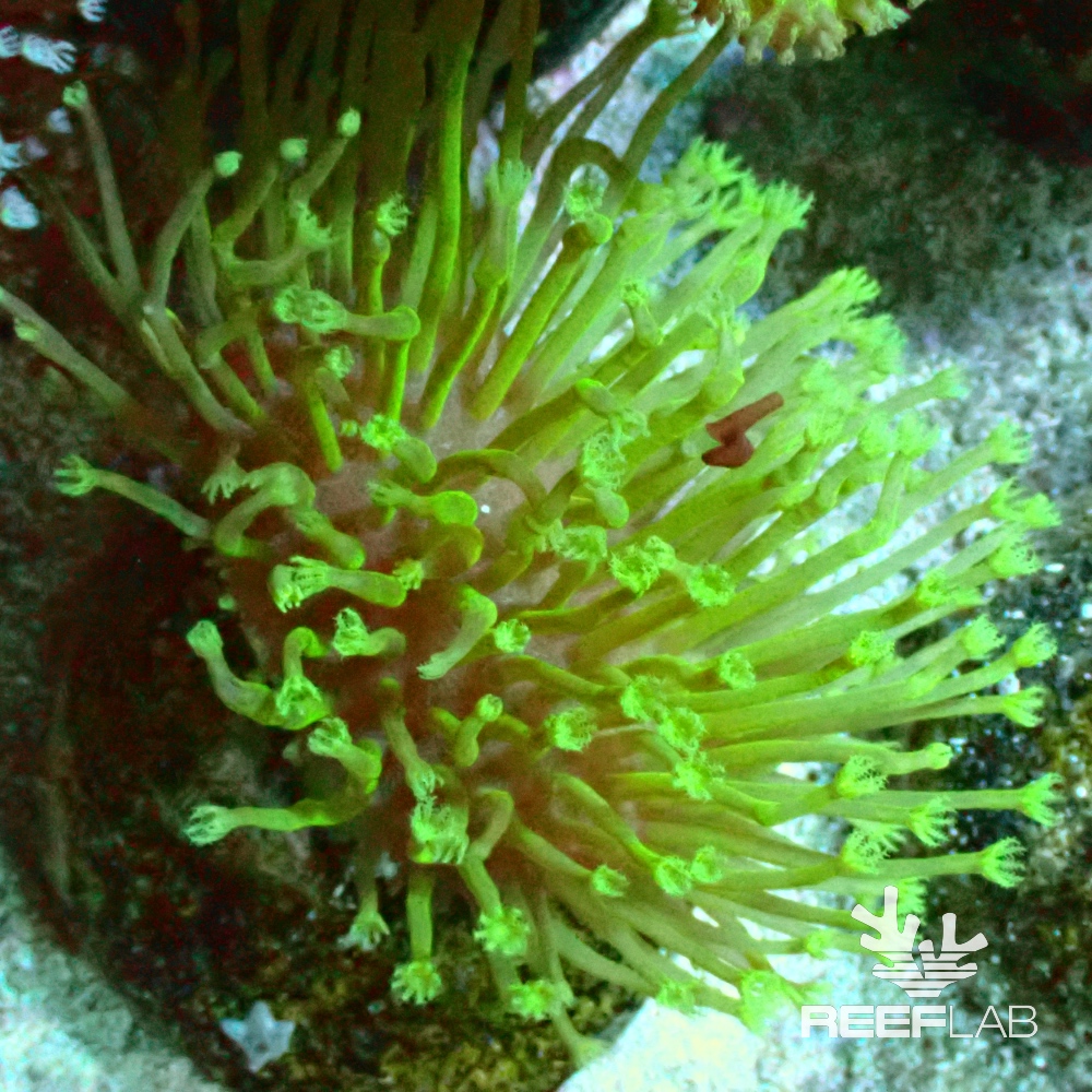 Sarcophyton spp | ReefLab
