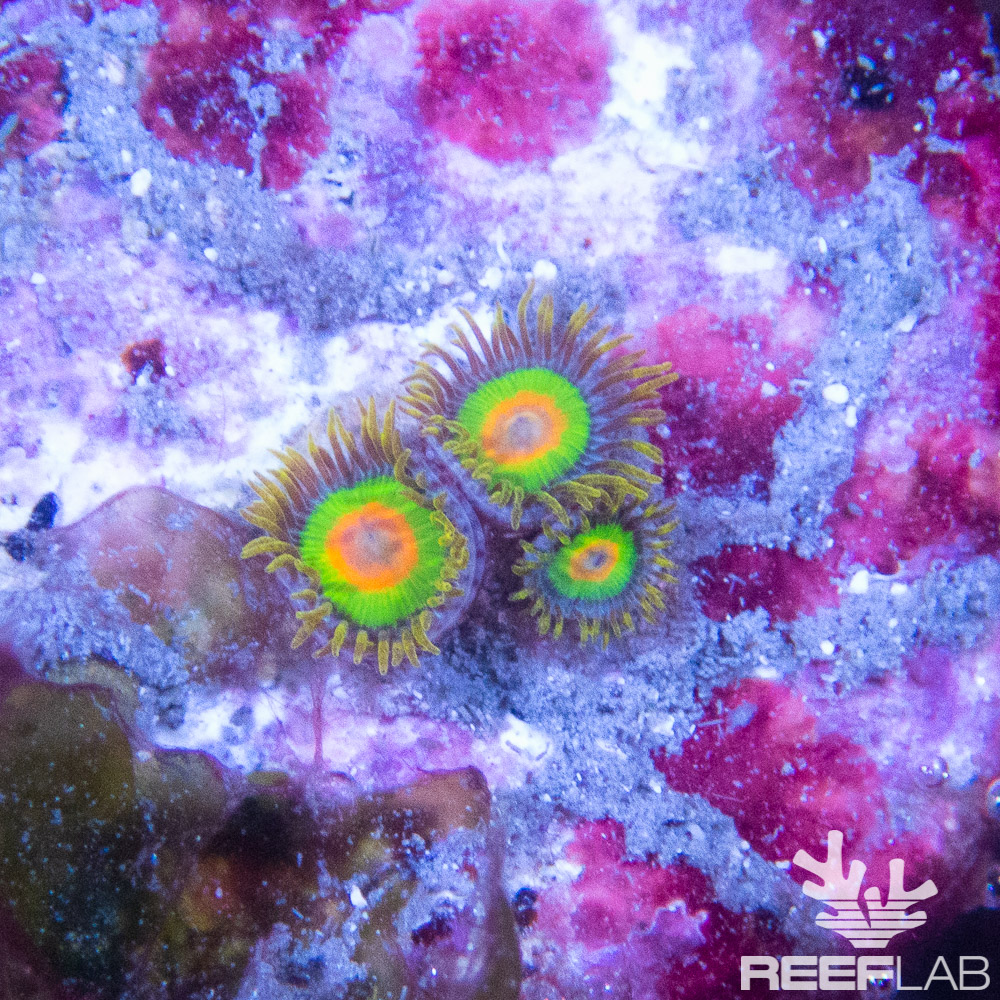 Zoas & C. - ReefLab