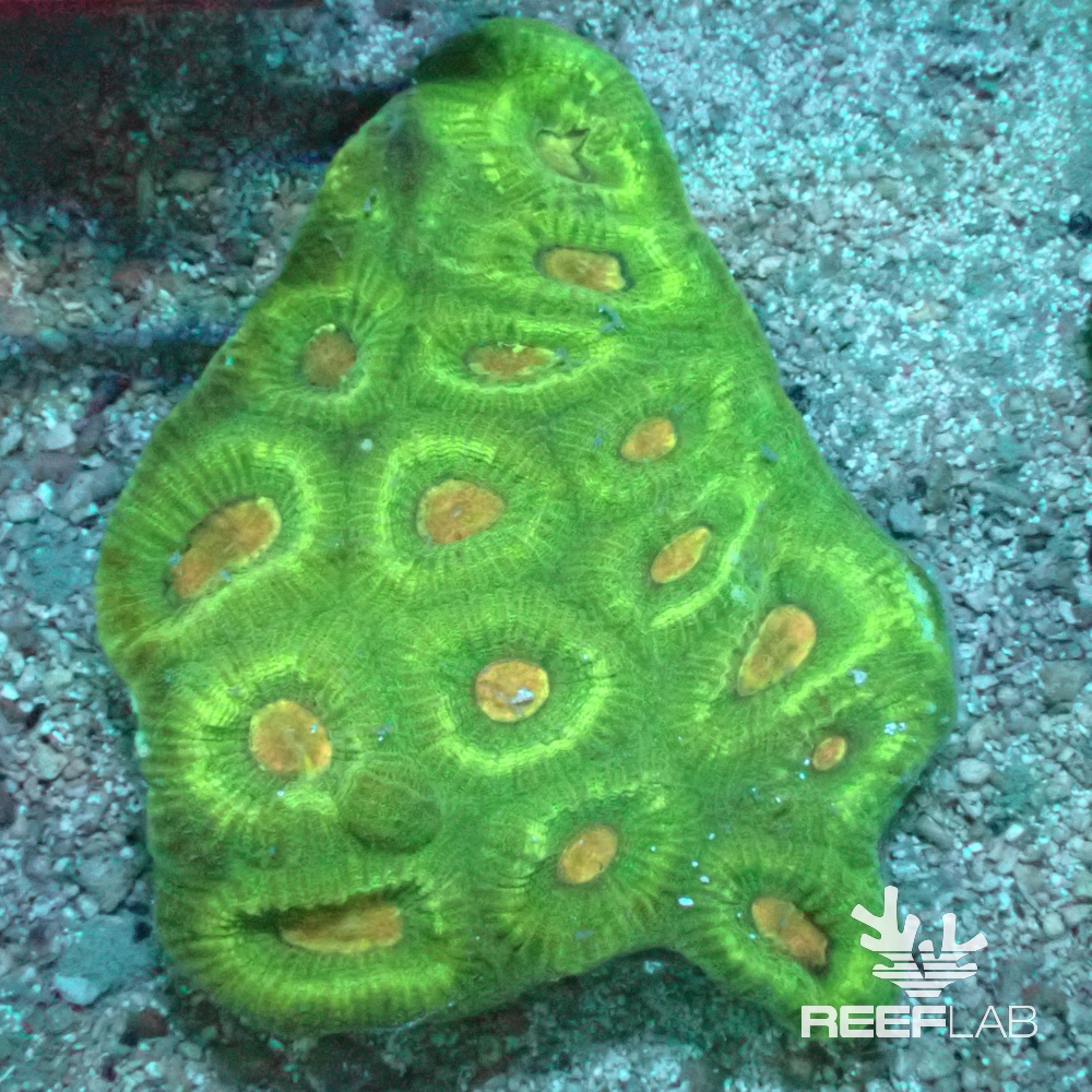 Favites spp | ReefLab