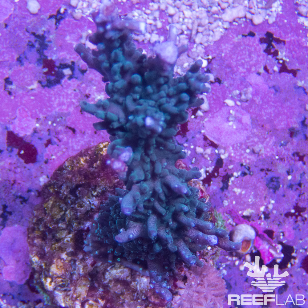 Corals Shop | ReefLab