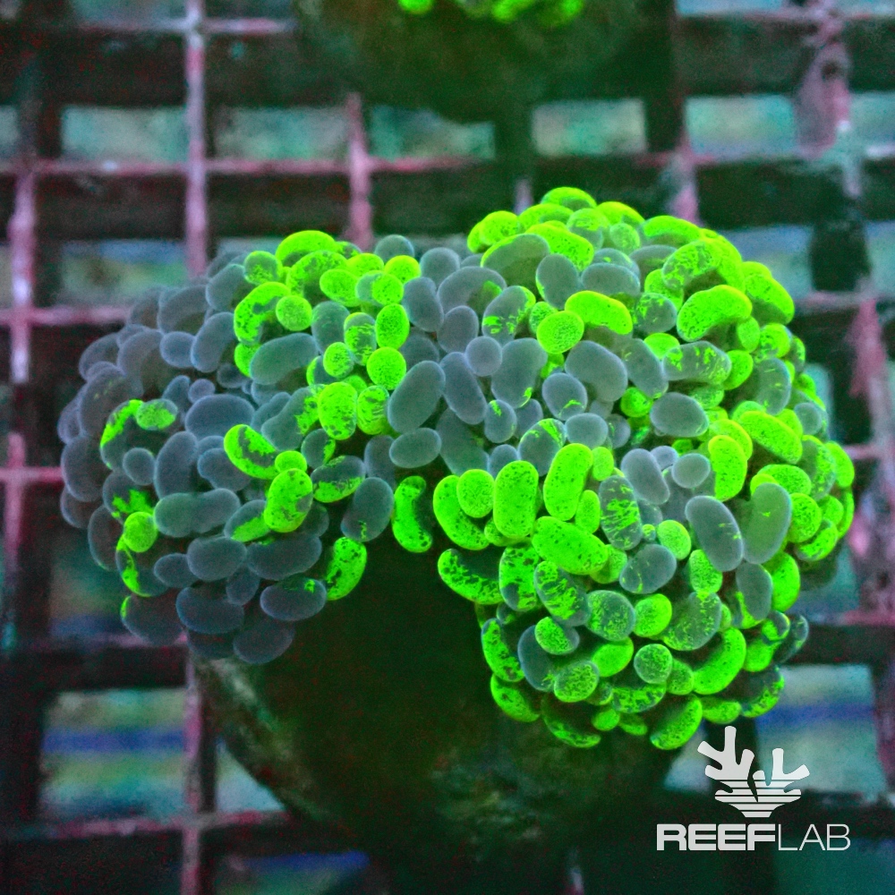 Euphyllia paraancora | ReefLab