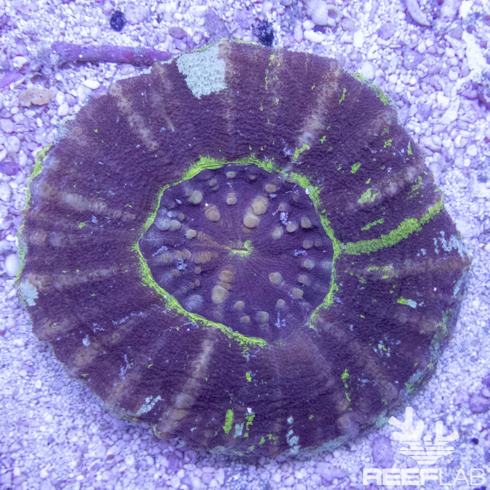 Scolymia australis | ReefLab