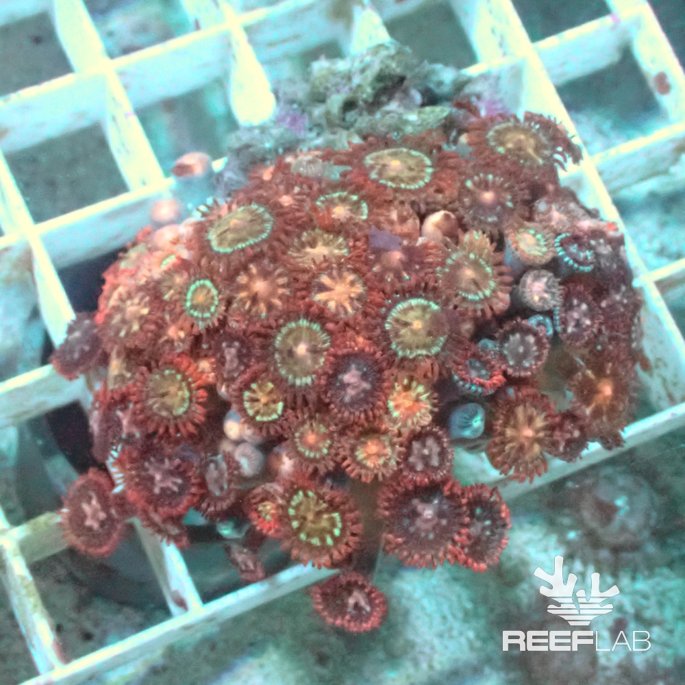 Zoanthus spp | ReefLab