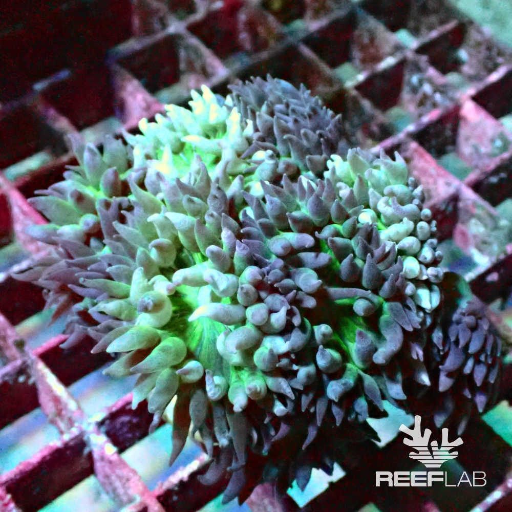 Duncanopsammia axifuga | ReefLab