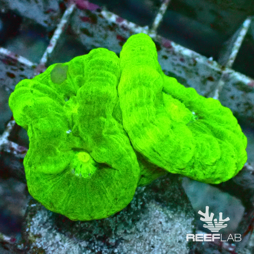 Caulastrea spp "shocking green" | ReefLab
