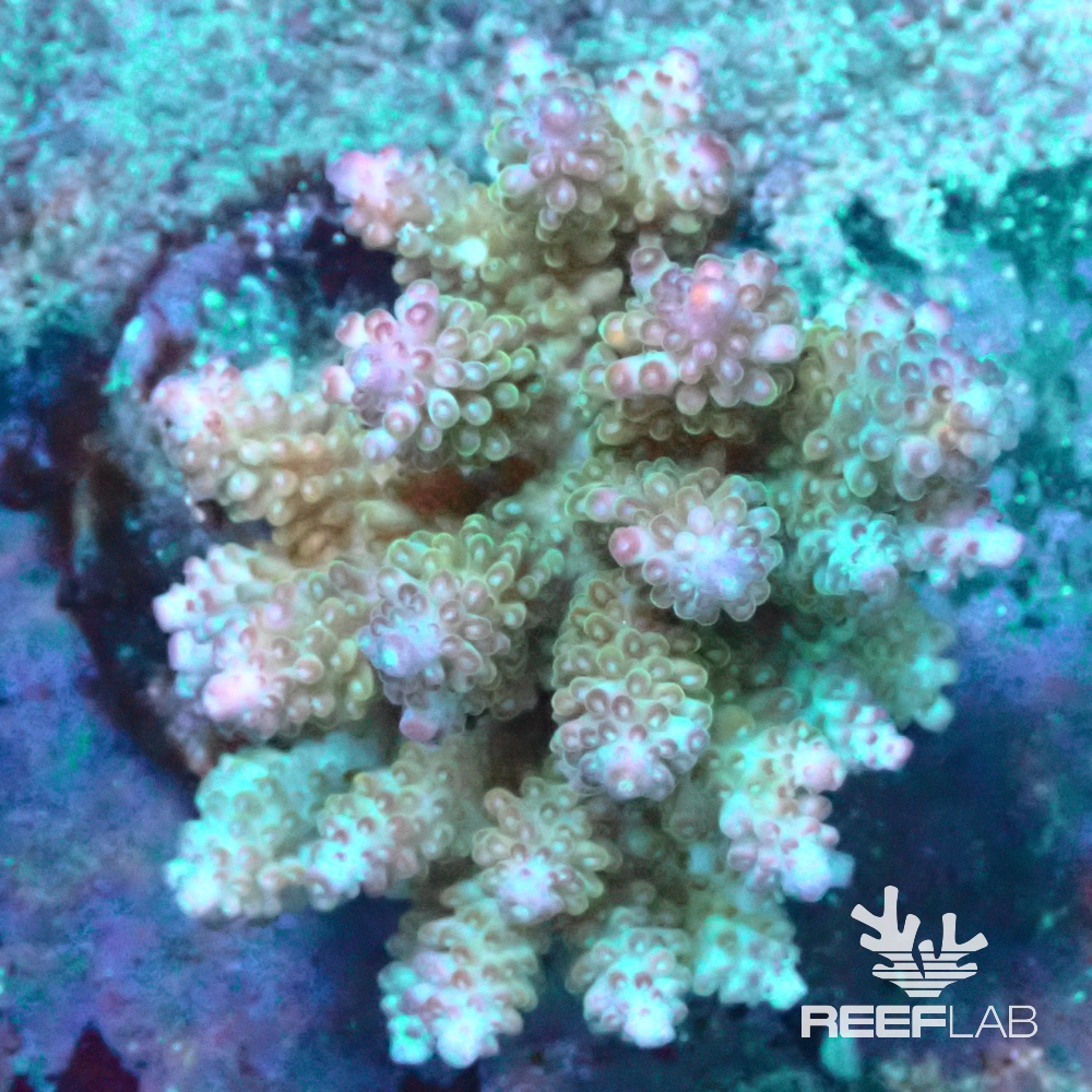 Acropora spp | ReefLab