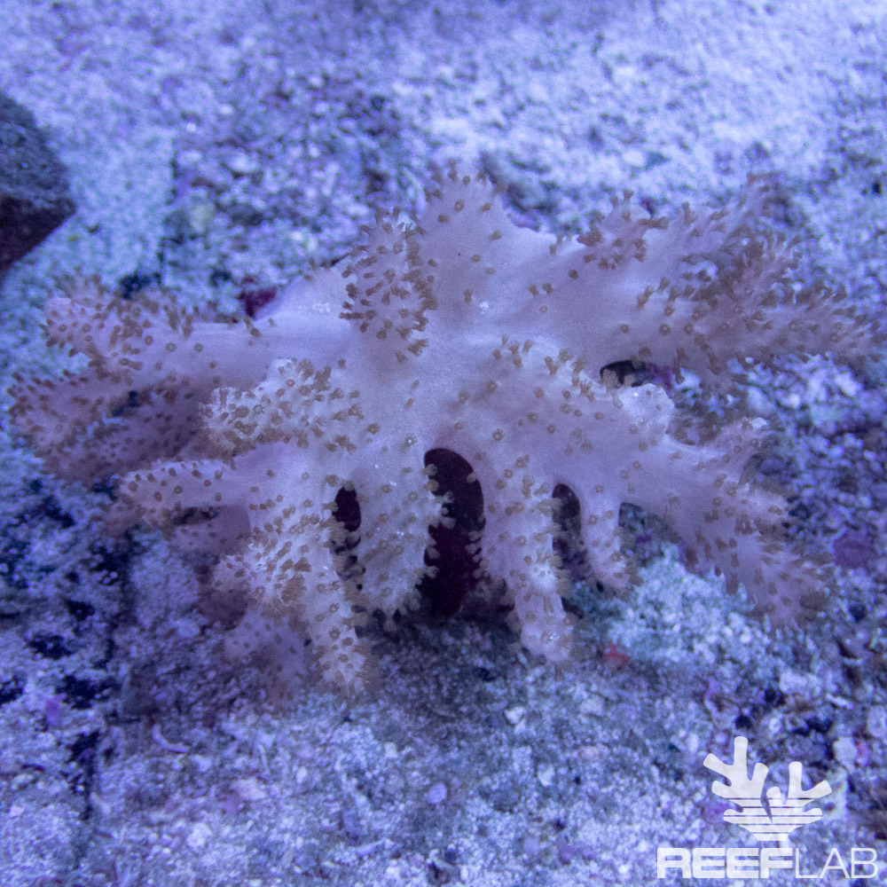 Sinularia spp | ReefLab