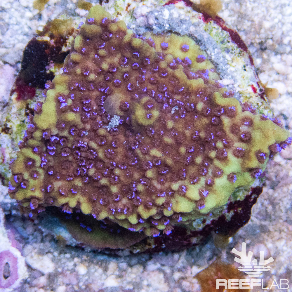 Montipora spp | ReefLab