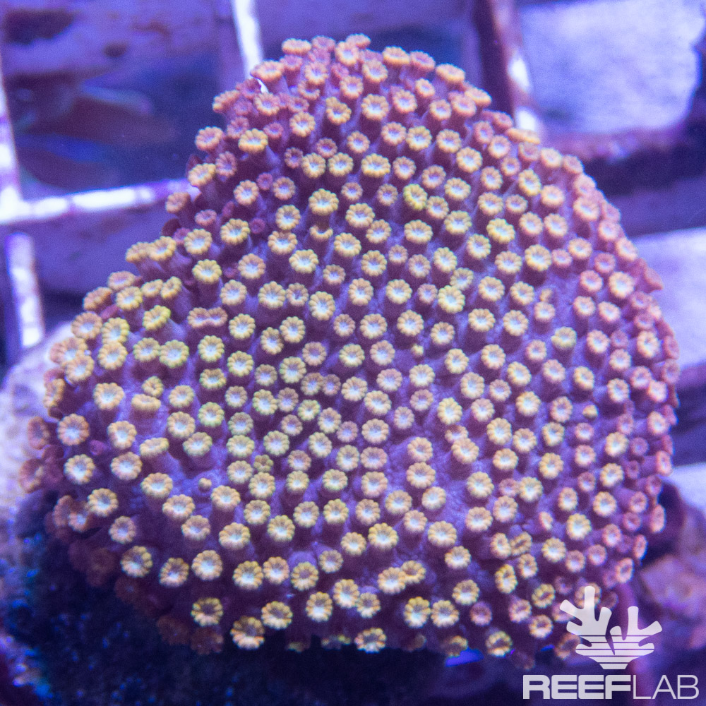 Alveopora spp | ReefLab