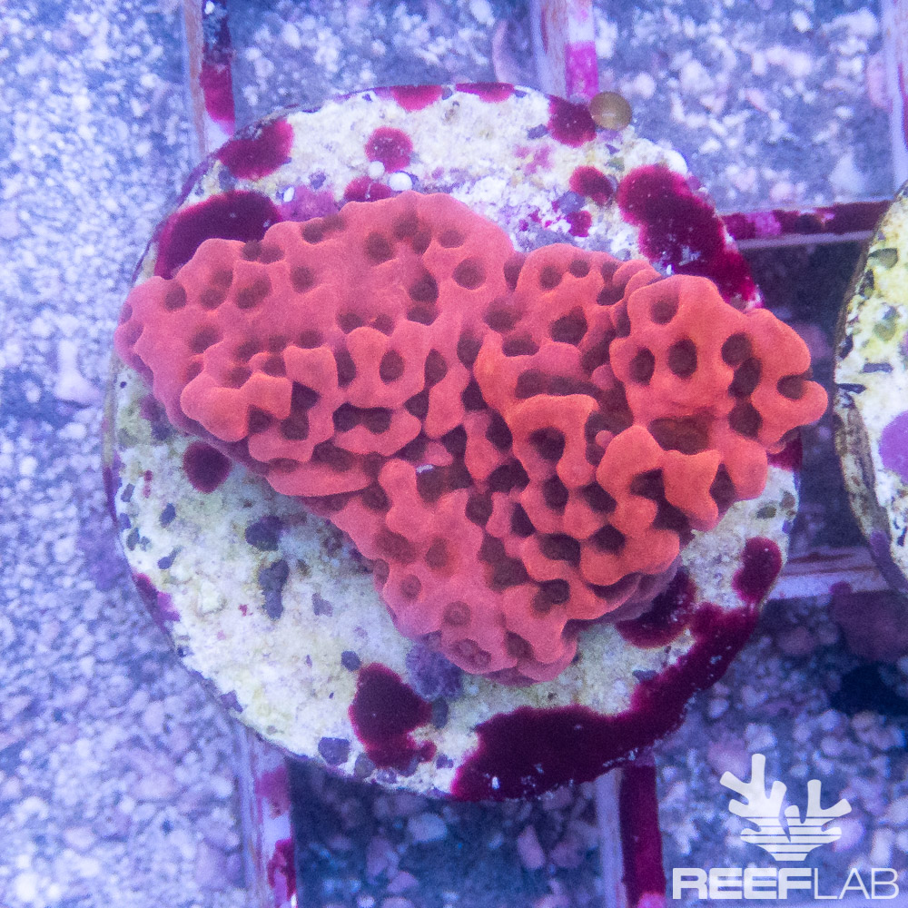 Montipora spp | ReefLab