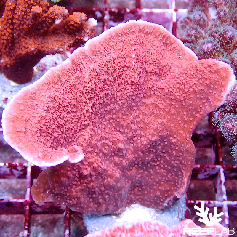 Montipora foliosa | ReefLab