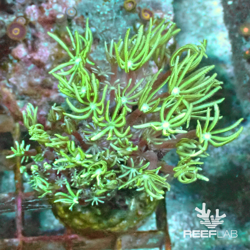 Tubipora musica | ReefLab