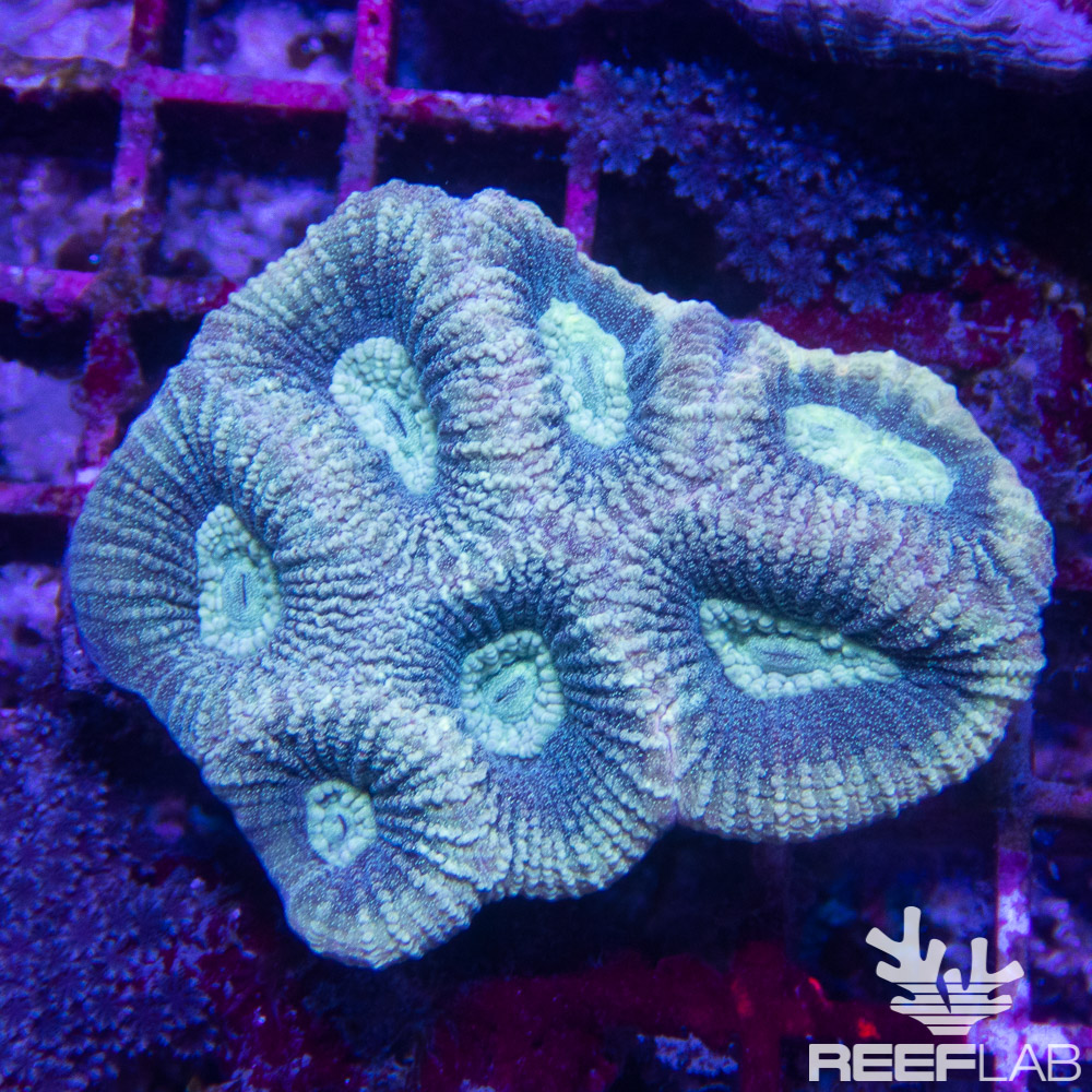 Favites spp | ReefLab