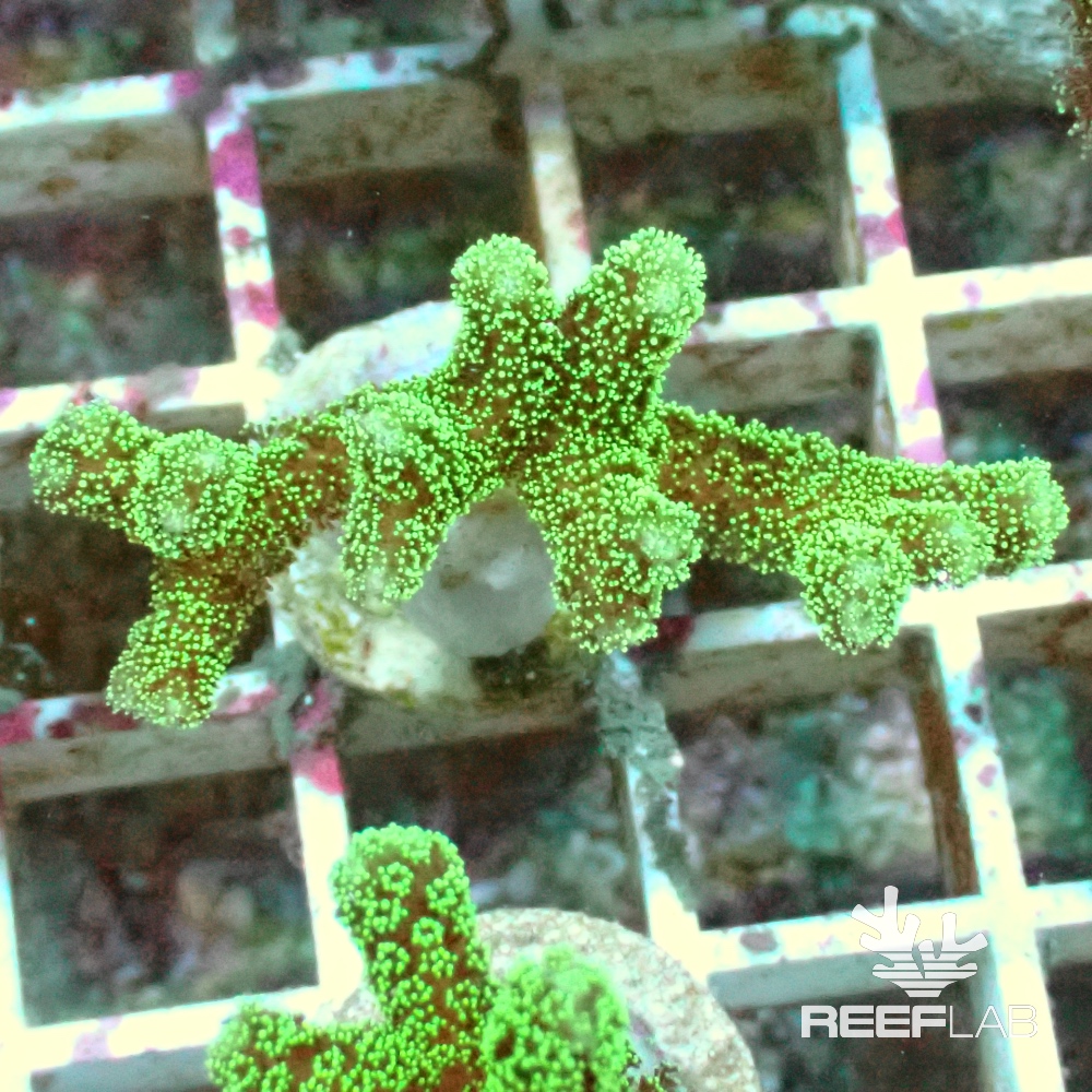 Seriatopora caliendrum "shocking green" | ReefLab