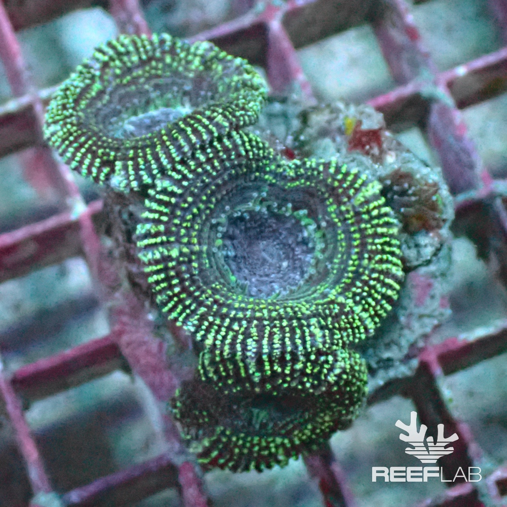 Acanthastrea lordhowensis | ReefLab