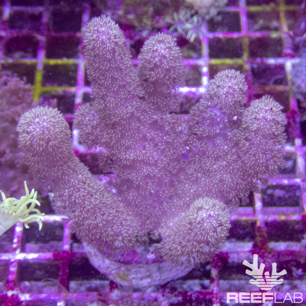Sinularia spp | ReefLab