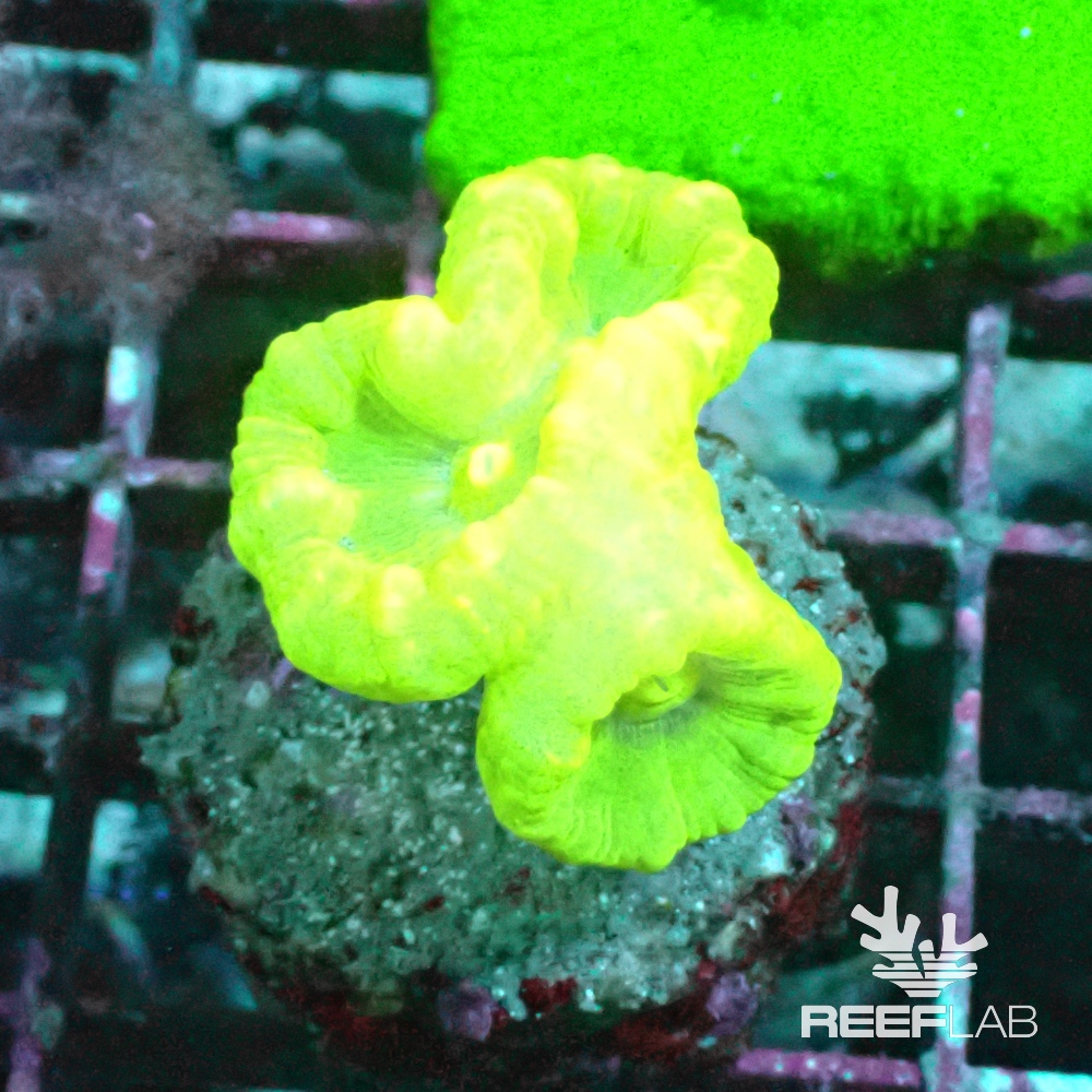 Caulastrea spp "shocking green" | ReefLab