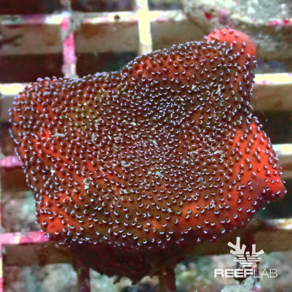 Montipora spp | ReefLab
