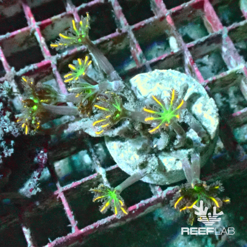 Clavularia spp "tricolor" | ReefLab