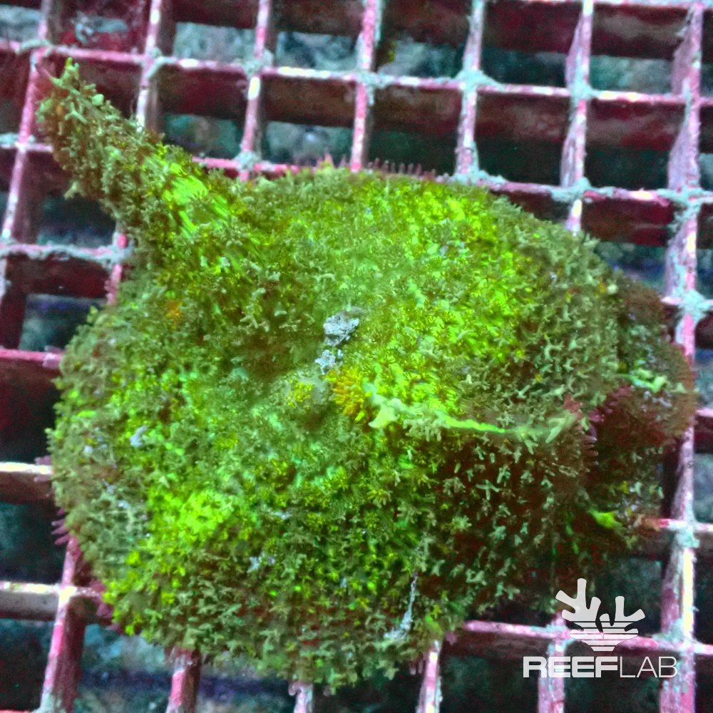 Rhodactis spp | ReefLab