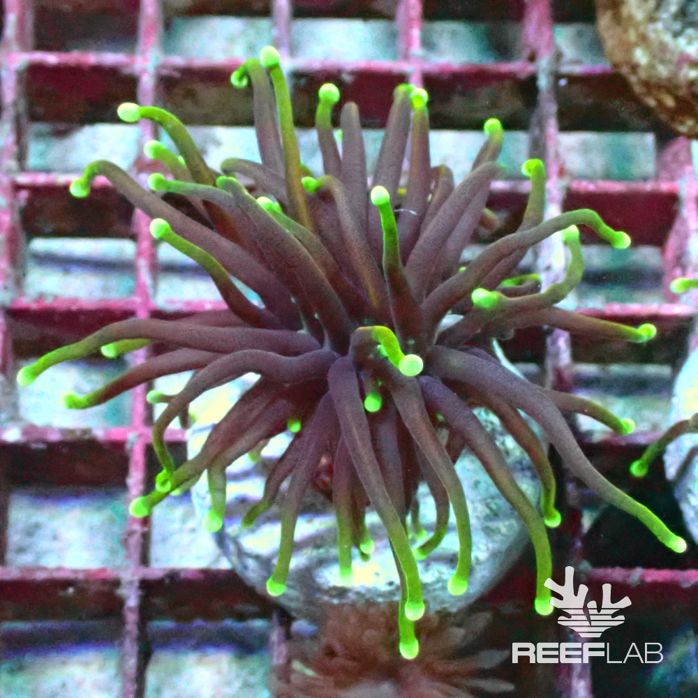 Euphyllia glabrescens | ReefLab