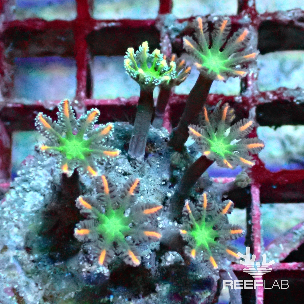 Clavularia spp "tricolor" | ReefLab