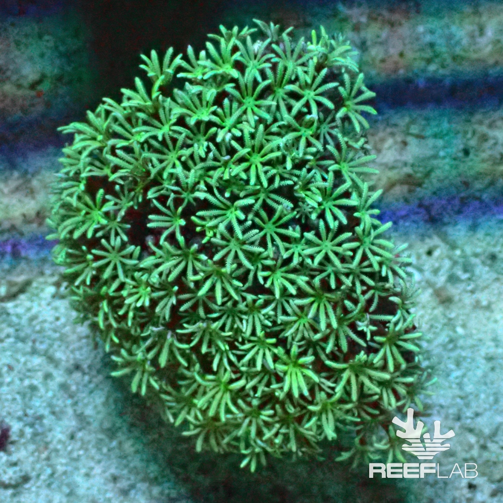 Tubipora musica | ReefLab