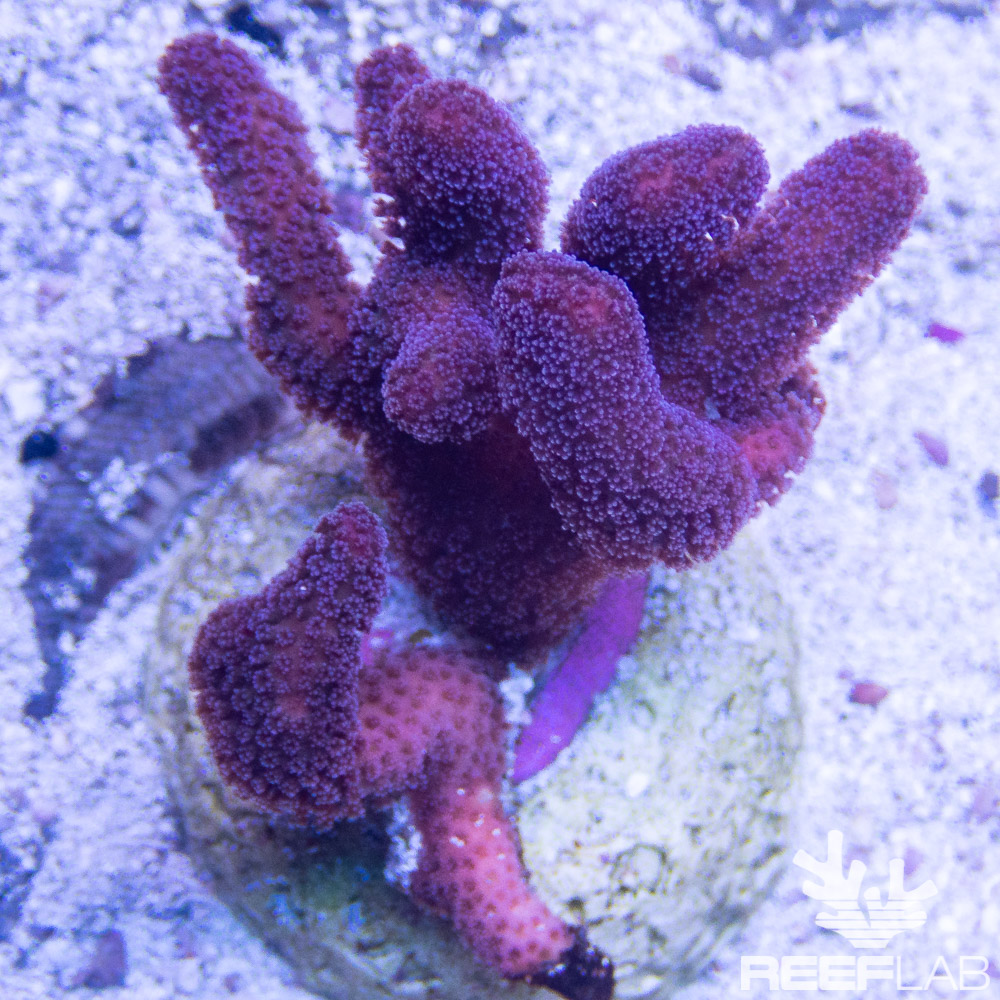 Stylophora spp | ReefLab