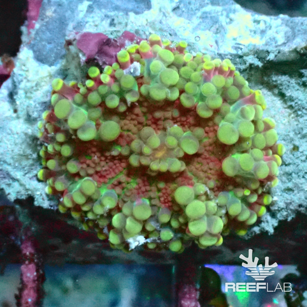 Ricordea yuma | ReefLab