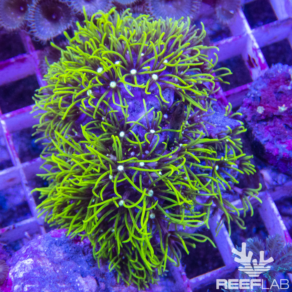 Briareum "shocking green" | ReefLab