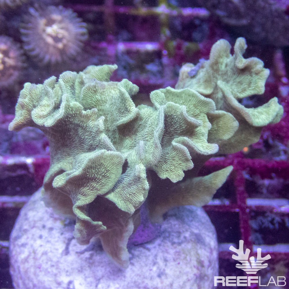 Pavona cactus | ReefLab