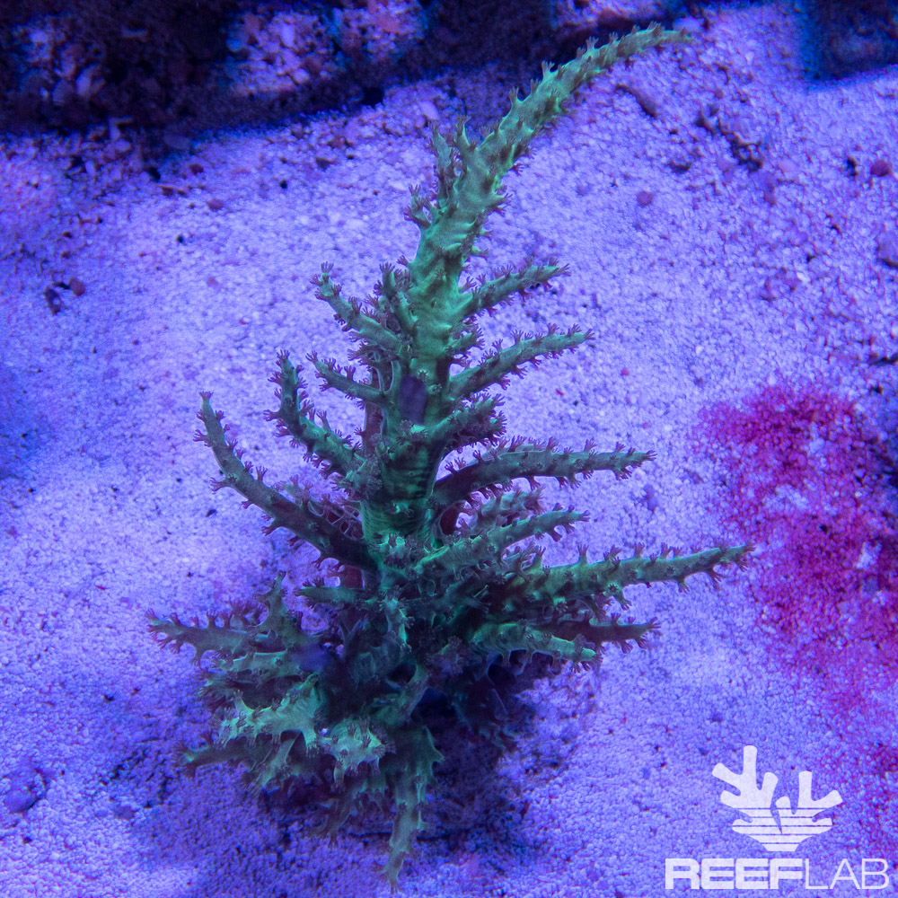 Sinularia spp "shocking green" | ReefLab