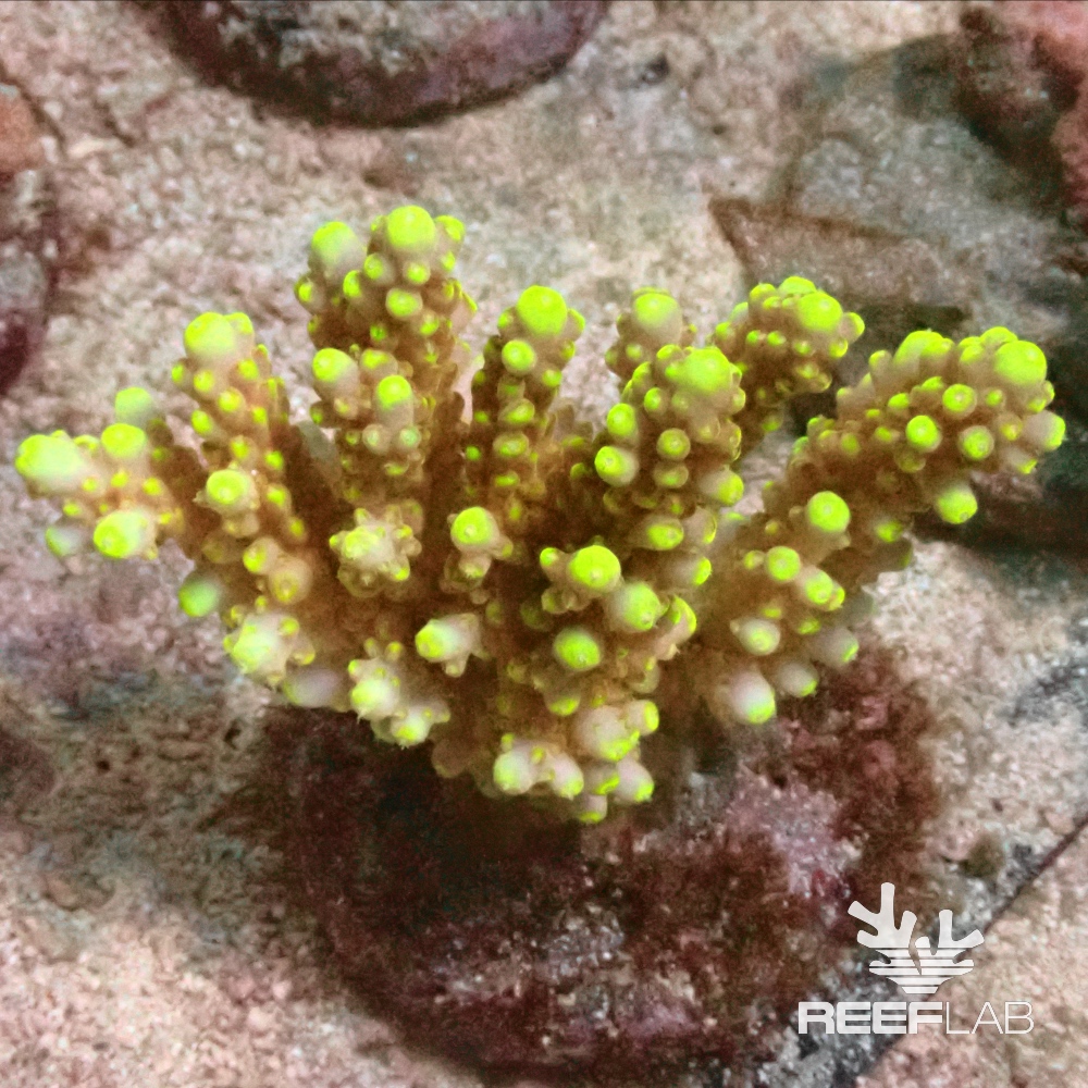 Acropora spp | ReefLab