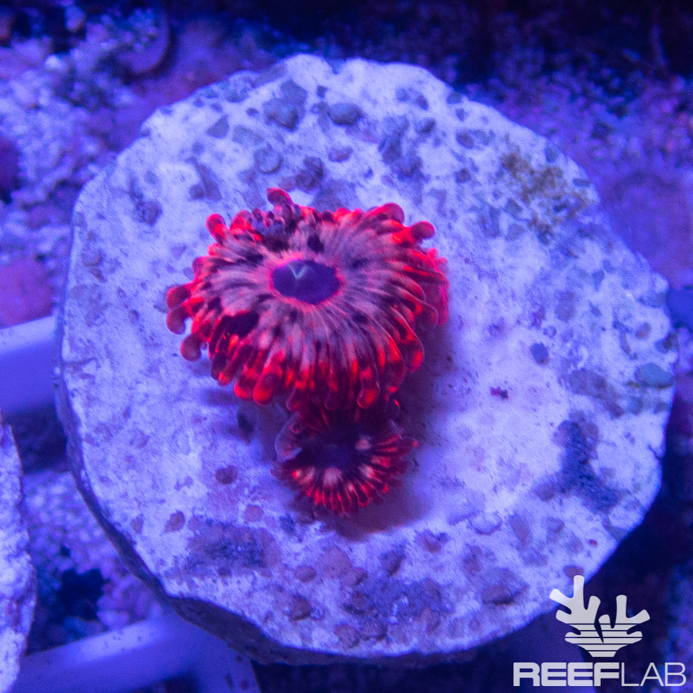 Zoas & C. - ReefLab