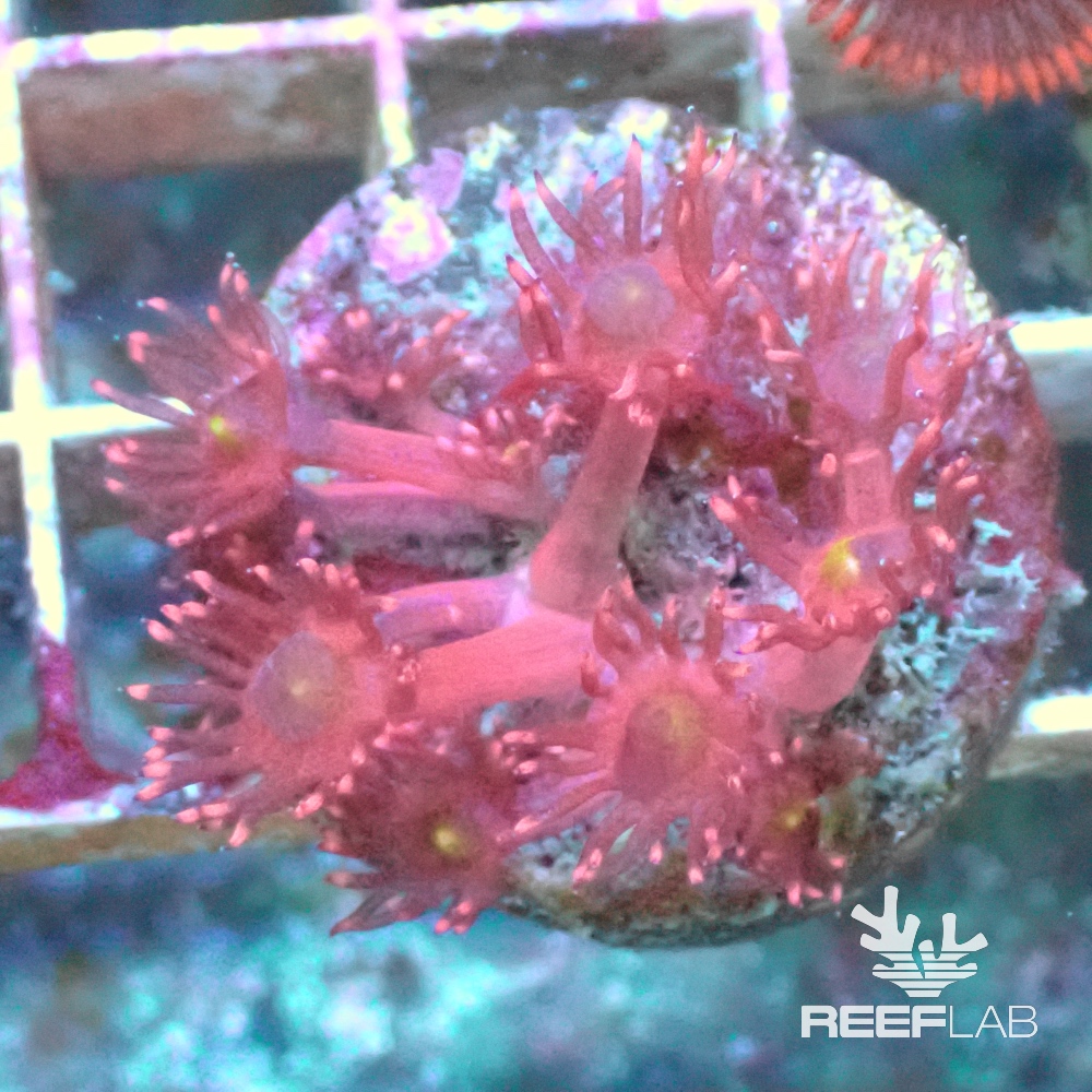 Goniopora spp | ReefLab