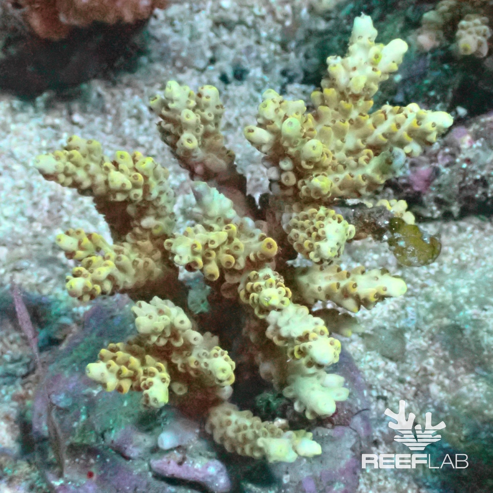 Acropora spp | ReefLab