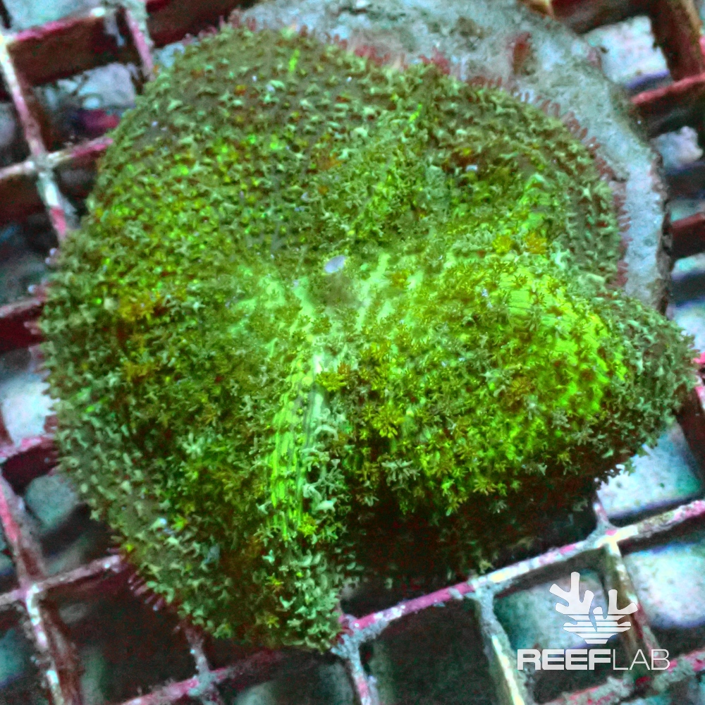 Stichodactyla tapetum | ReefLab