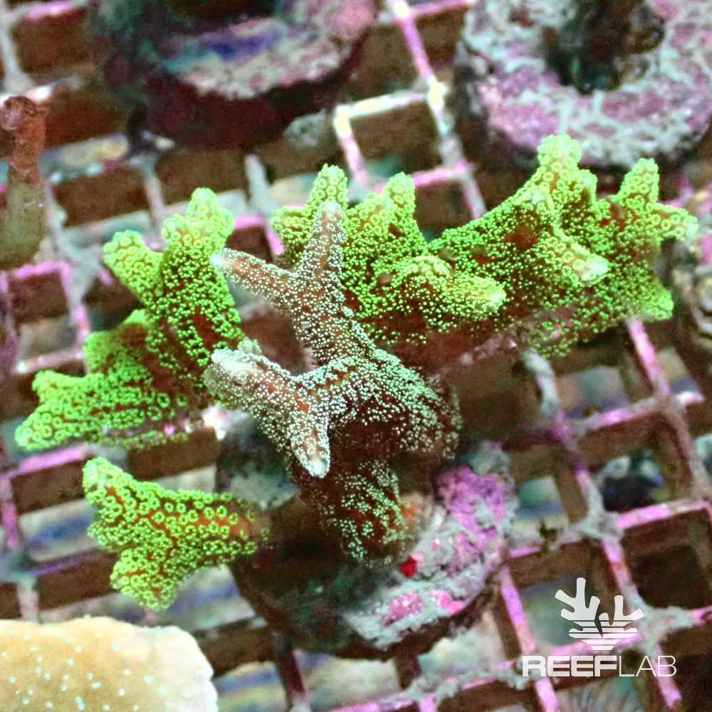 Seriatopora caliendrum "shocking green" & "silver" | ReefLab
