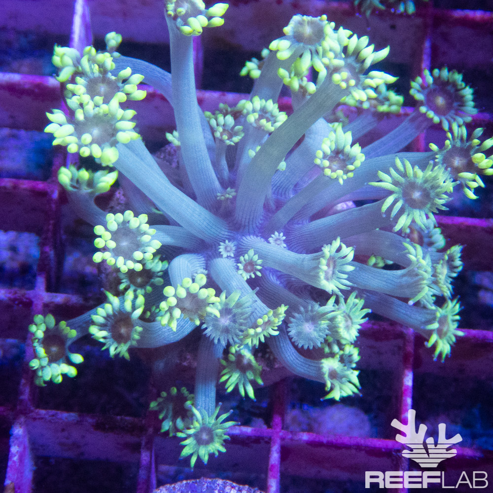 Goniopora spp | ReefLab